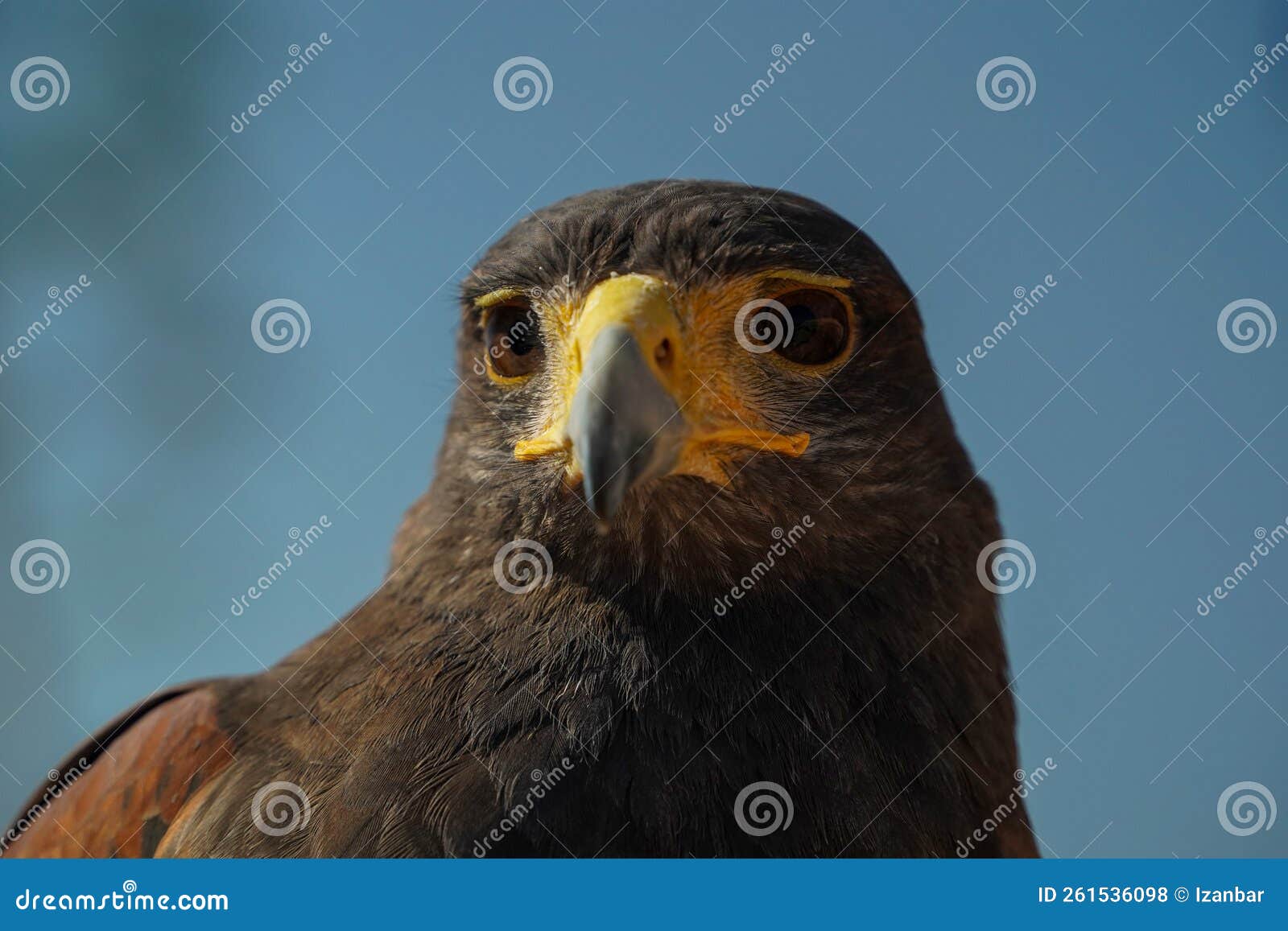 Harris Buzzard Close Up Portrait Stock Photo - Image of wild, head ...