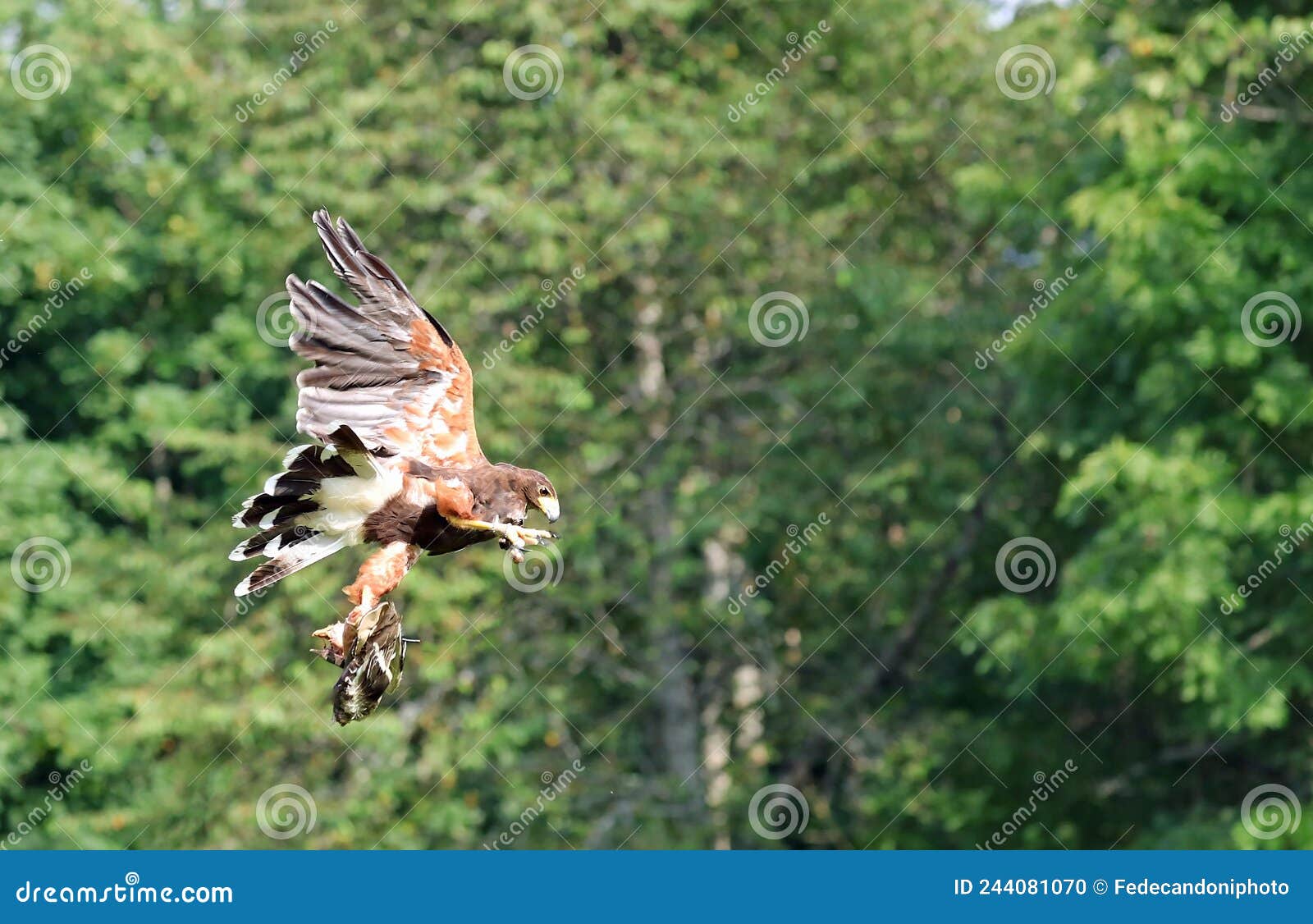 Harris Buzzard Flying and Has Prey in Its Claws after Capturing it ...