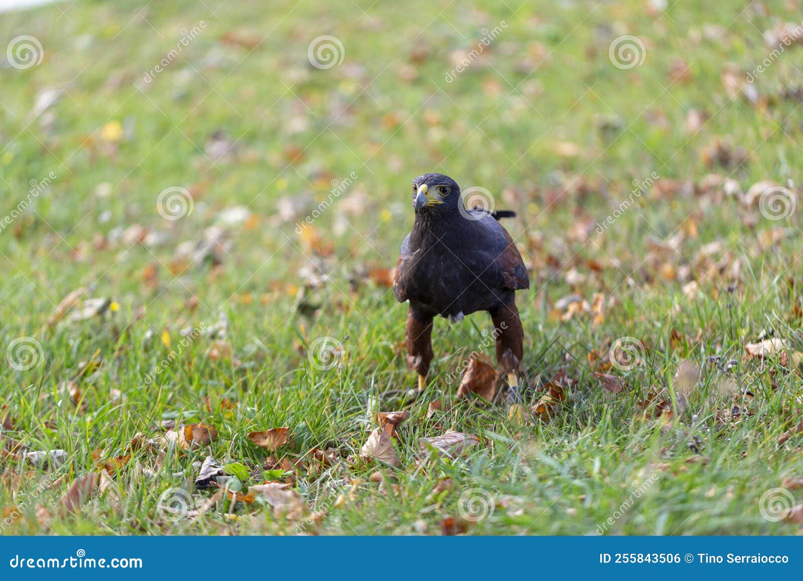 Harris Buzzard Walks on the Ground Stock Photo - Image of background ...