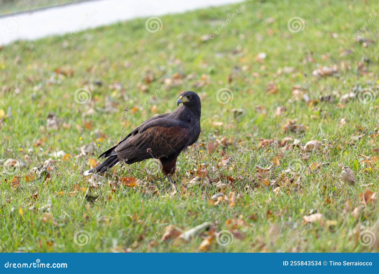 Harris Buzzard Walks on the Ground Stock Photo - Image of buteo ...