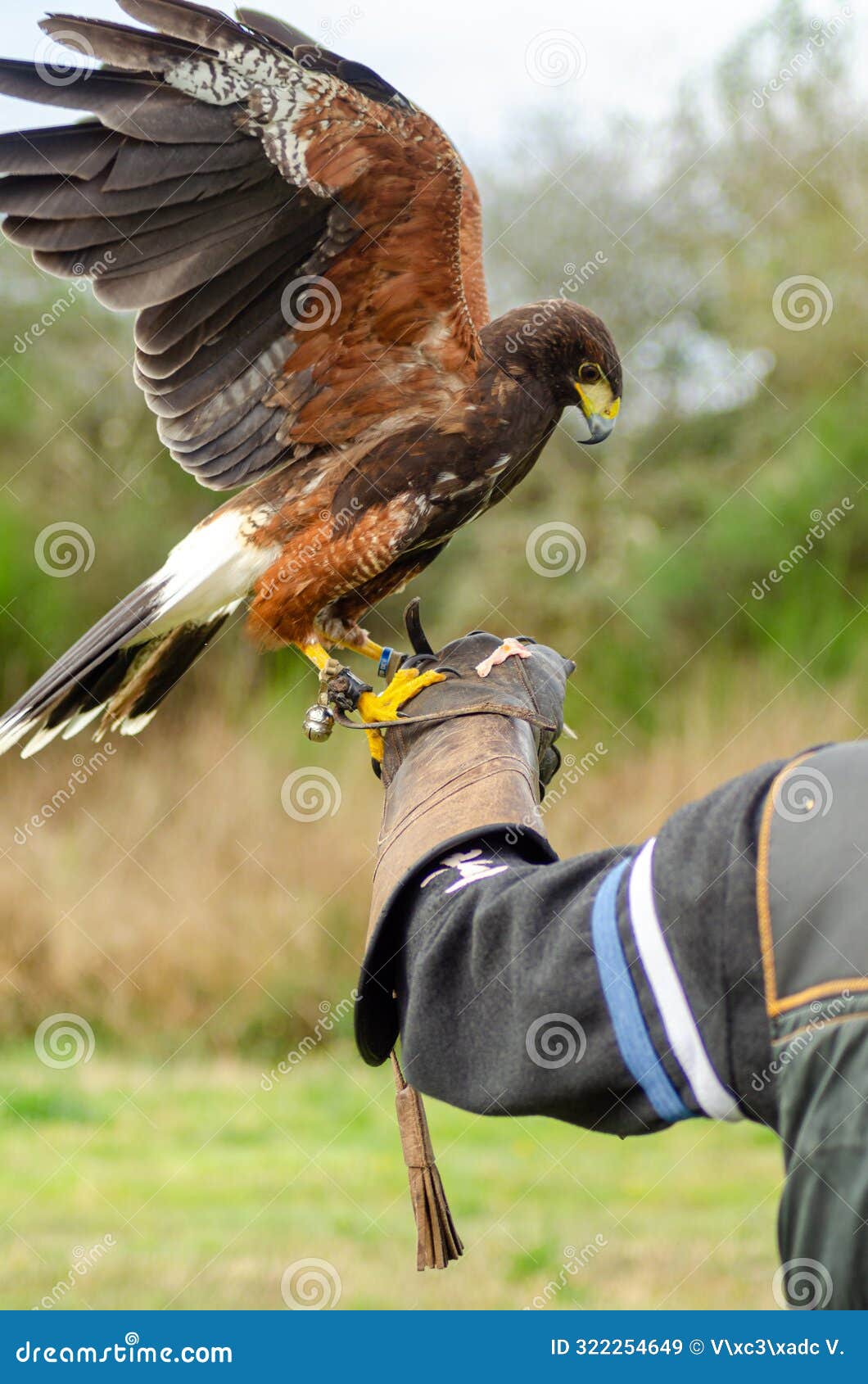 Harris Eagle with Spread Wings Resting on the Arm of Her Handler ...