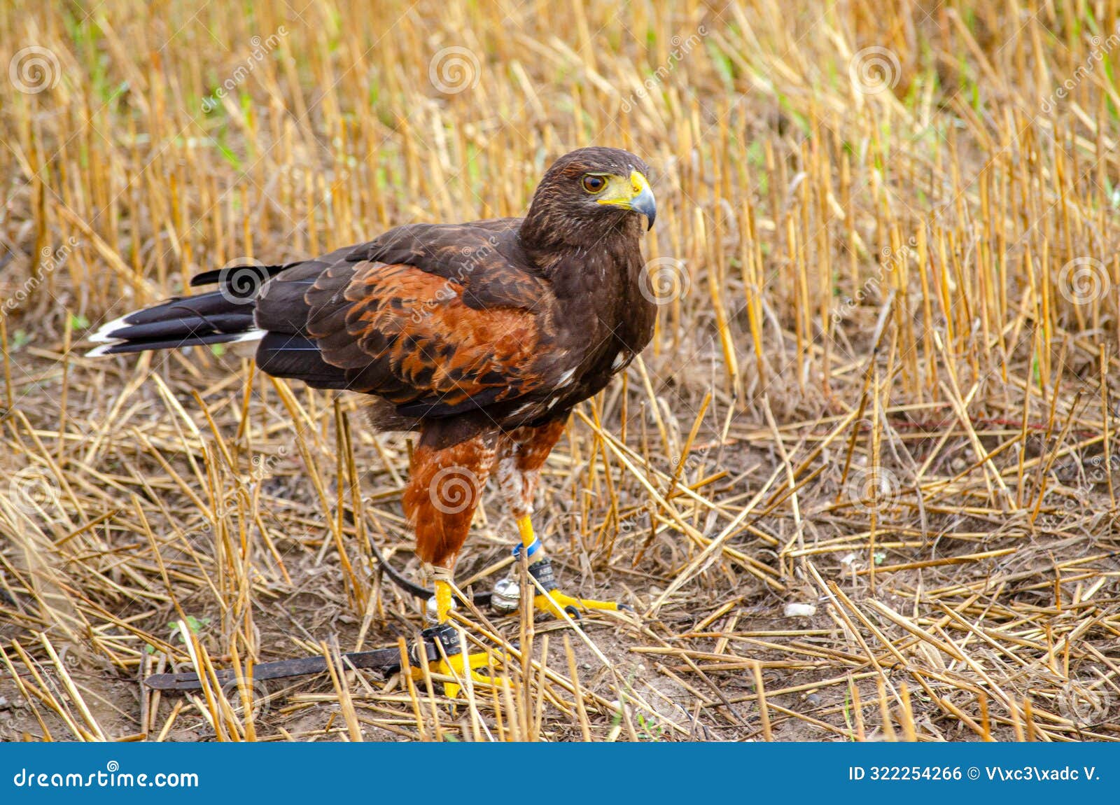 Harris Eagle Trained for Falconry, Still on the Ground Stock Photo ...