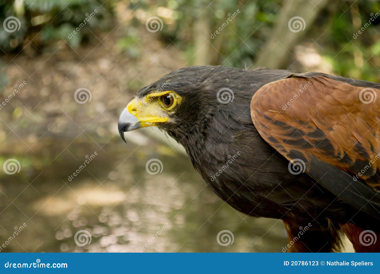 Harris Falcon from Side stock image. Image of beautiful - 20786123