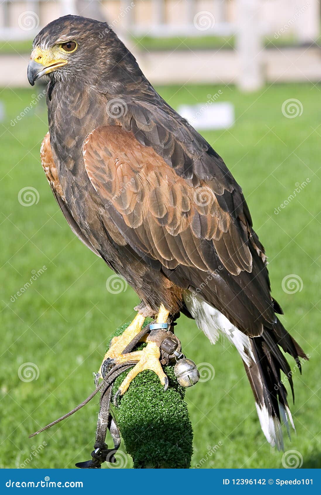 Harris-Falke stockfoto. Bild von auge, falke, braun, feder - 12396142