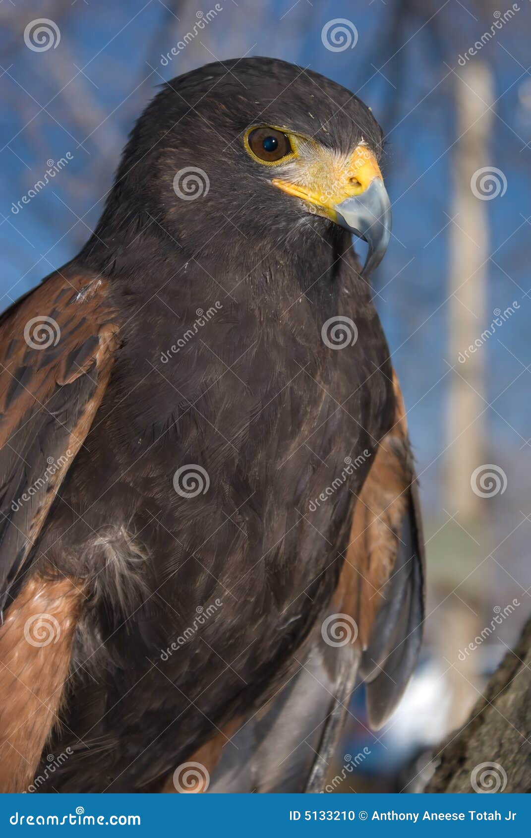 Harris Halk (male) stock photo. Image of species, wildlife - 5133210