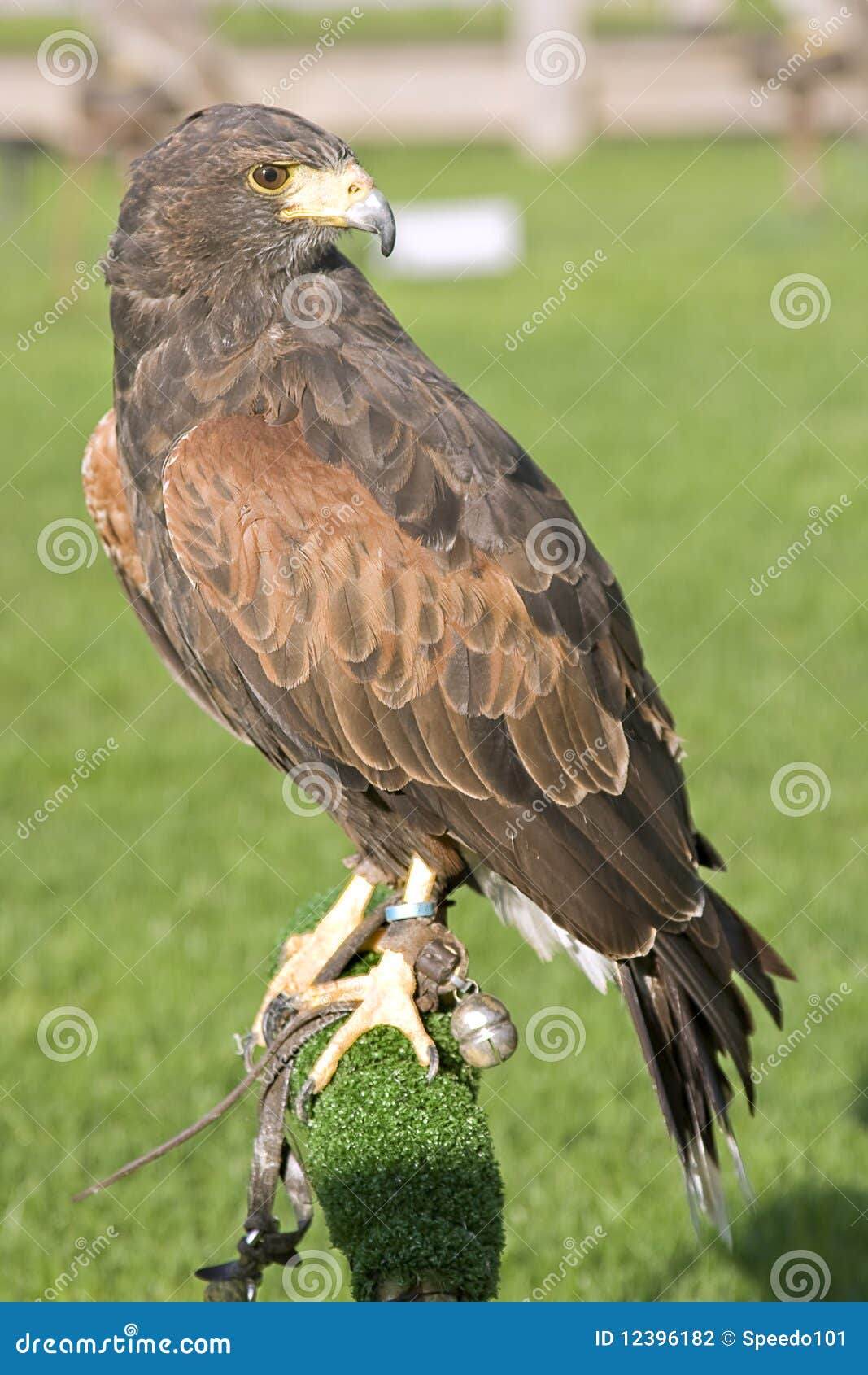 Harris hawk stock photo. Image of majestic, feather, predator - 12396182