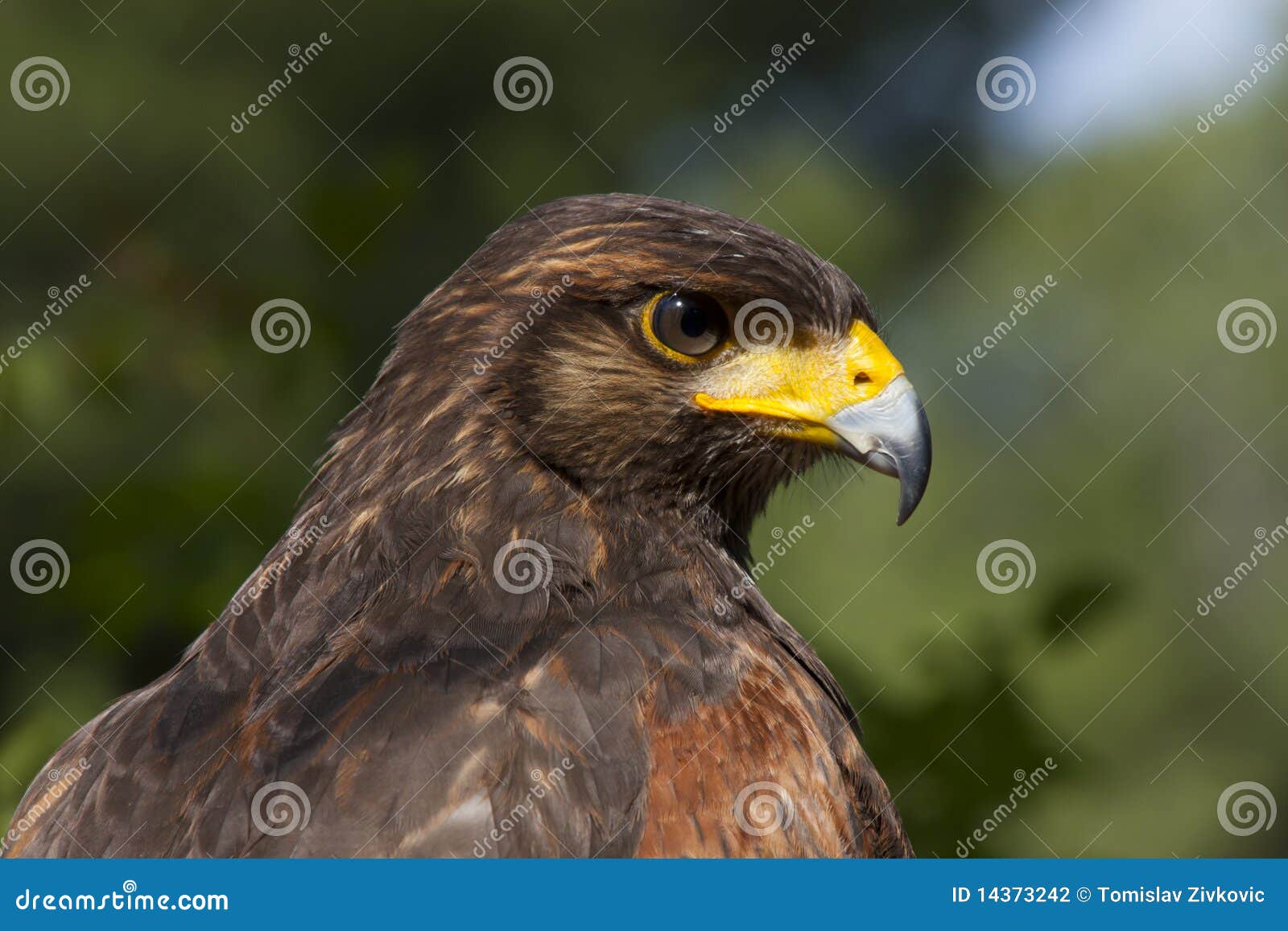 Harris Hawk stock photo. Image of plumage, unicinctus - 14373242