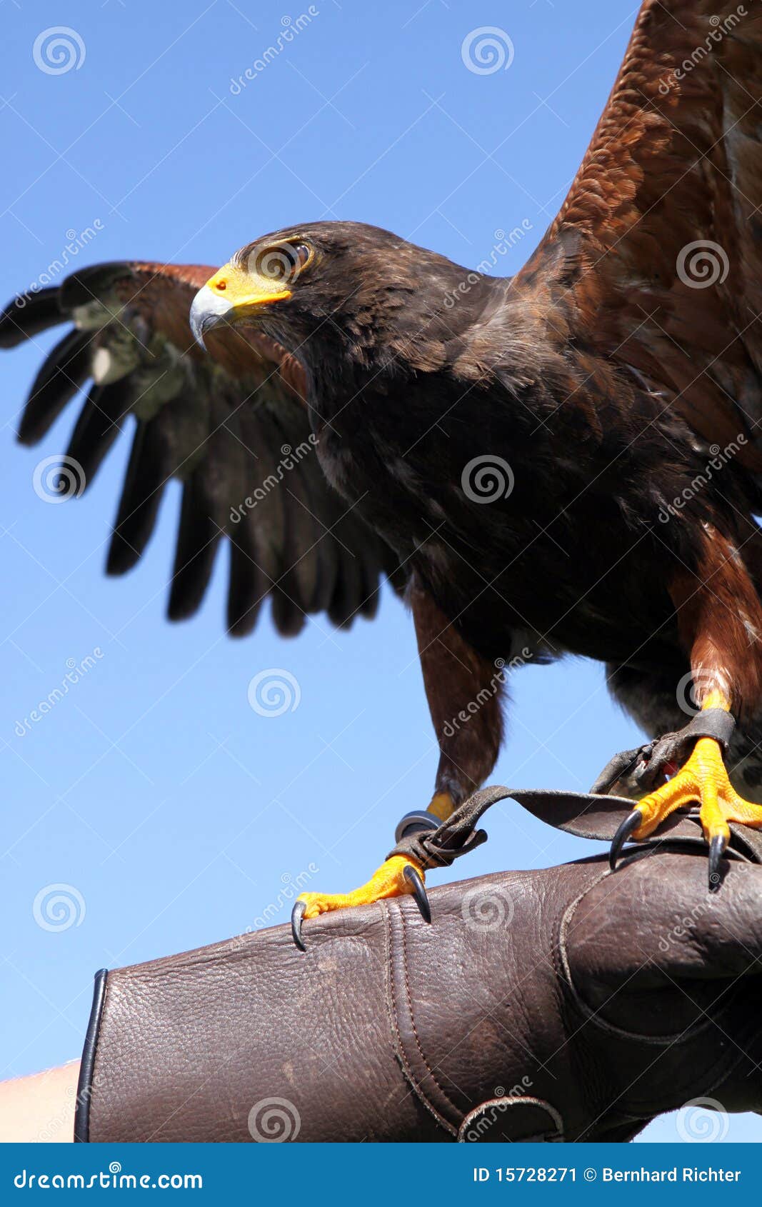 Harris Hawk stock image. Image of blue, colorful, feather - 15728271