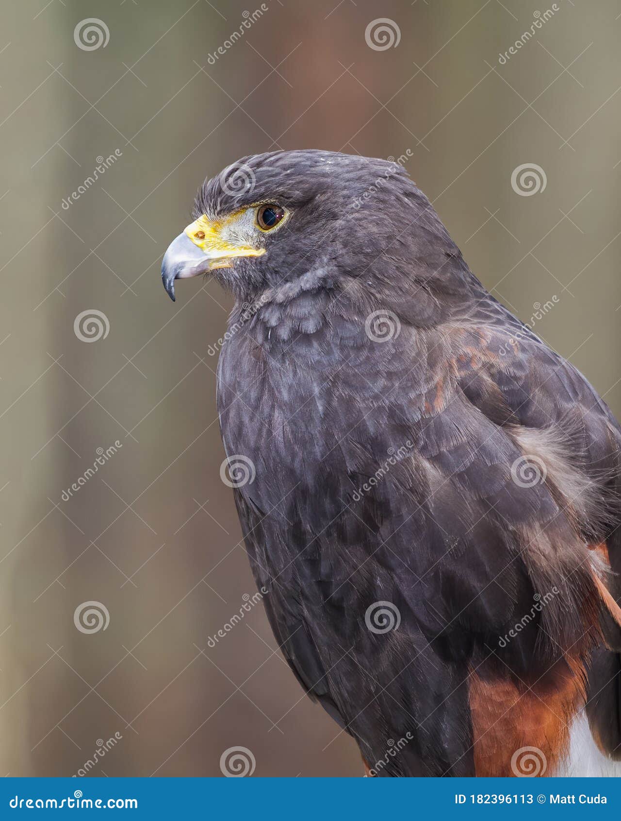 Harris Hawk stock image. Image of wildlife, raptors - 182396113