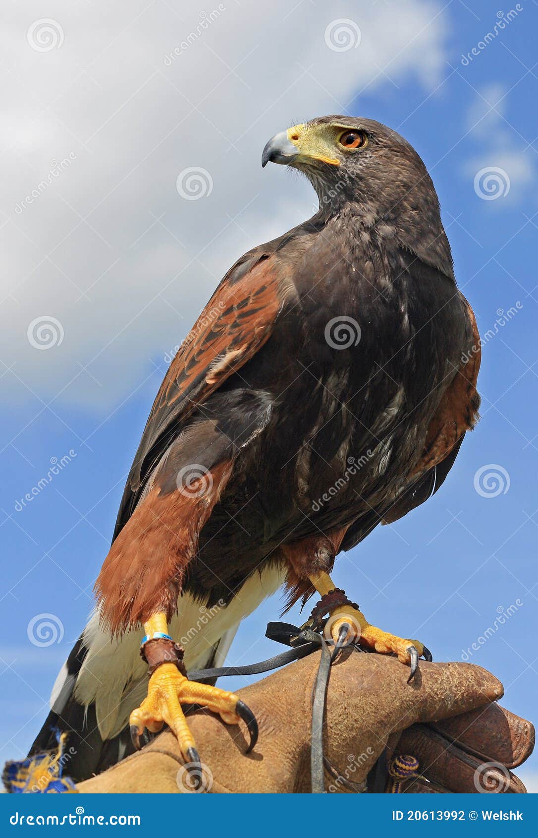 Harris Hawk stock photo. Image of prey, beak, glove, talons - 20613992