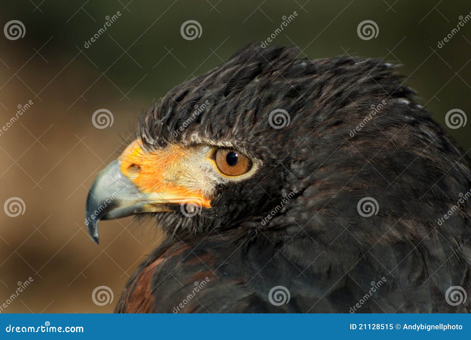 Harris Hawk stock image. Image of flight, raptors, bird - 21128515