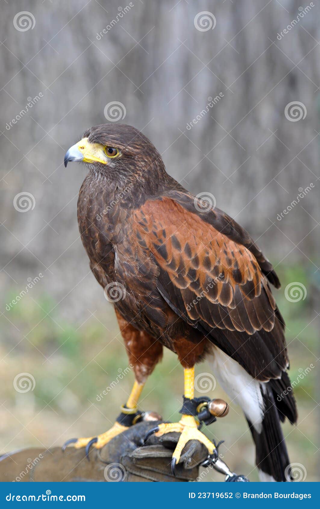 Harris Hawk stock photo. Image of hawk, sharp, feather - 23719652