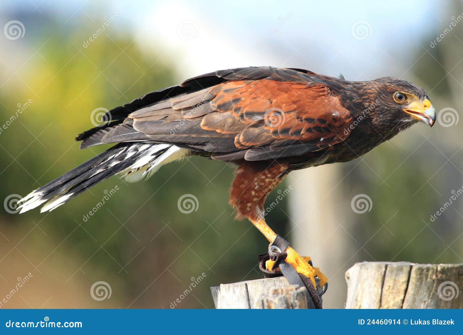 Harris hawk stock photo. Image of nature, parabuteo, dusky - 24460914