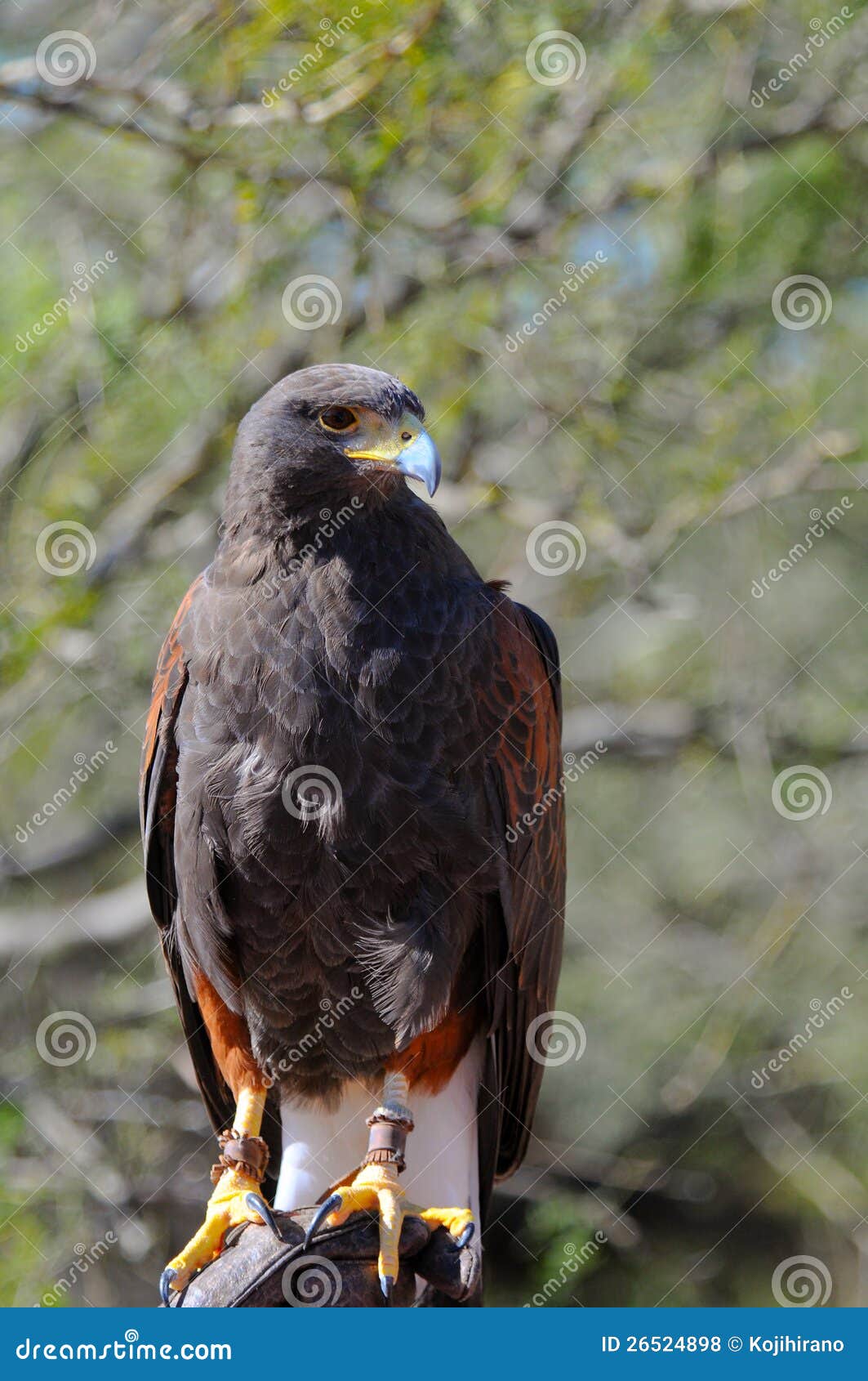 Harris Hawk stock photo. Image of build, muscular, brown - 26524898