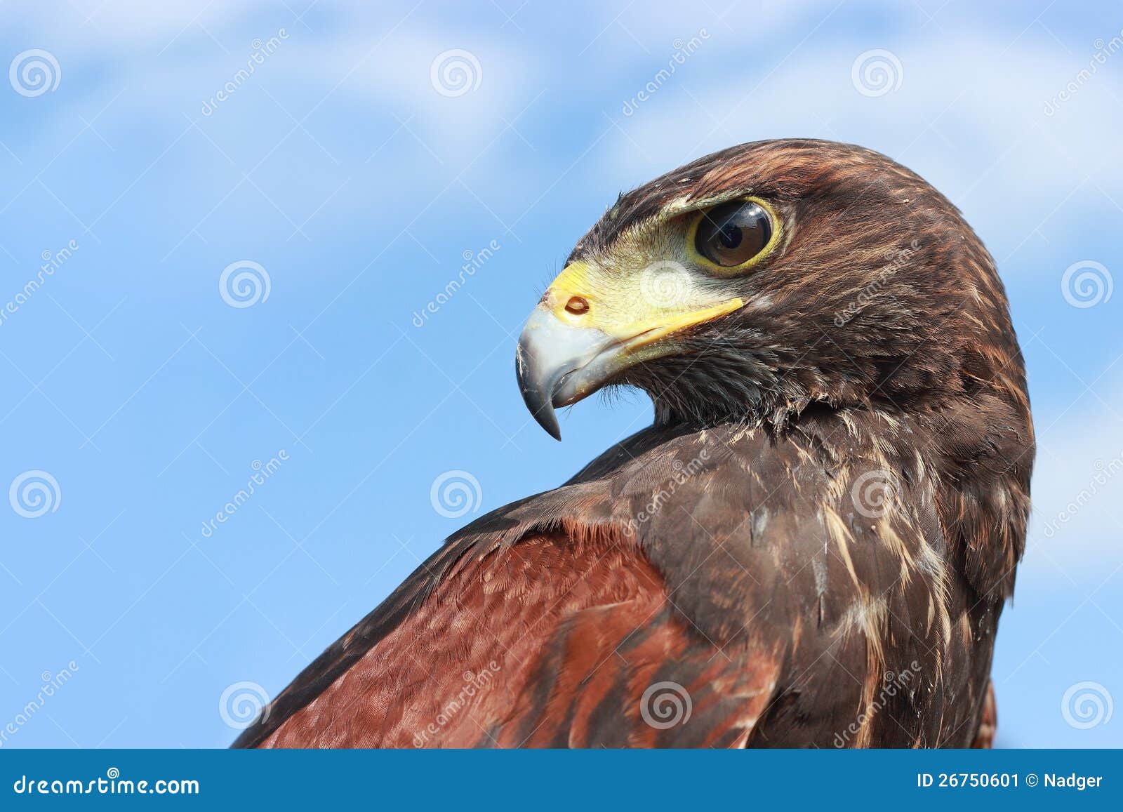 Harris Hawk Swooping Royalty-Free Stock Photography | CartoonDealer.com ...