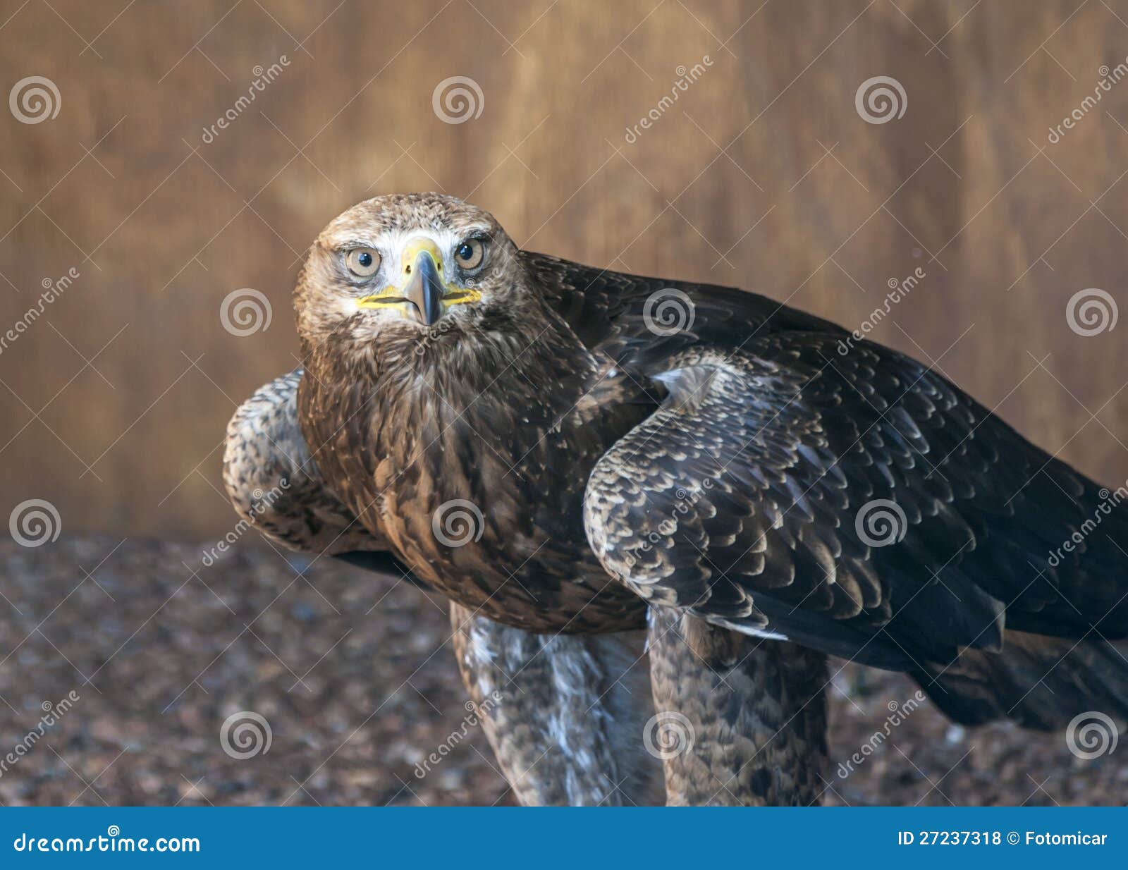 Harris Hawk stock photo. Image of raptor, large, yellow - 27237318