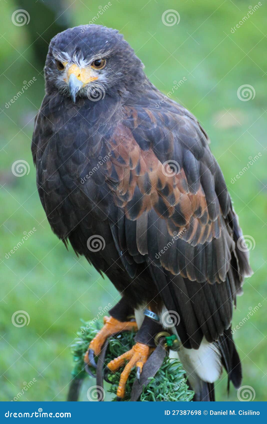 Harris Hawk stock photo. Image of bird, canada, forest - 27387698