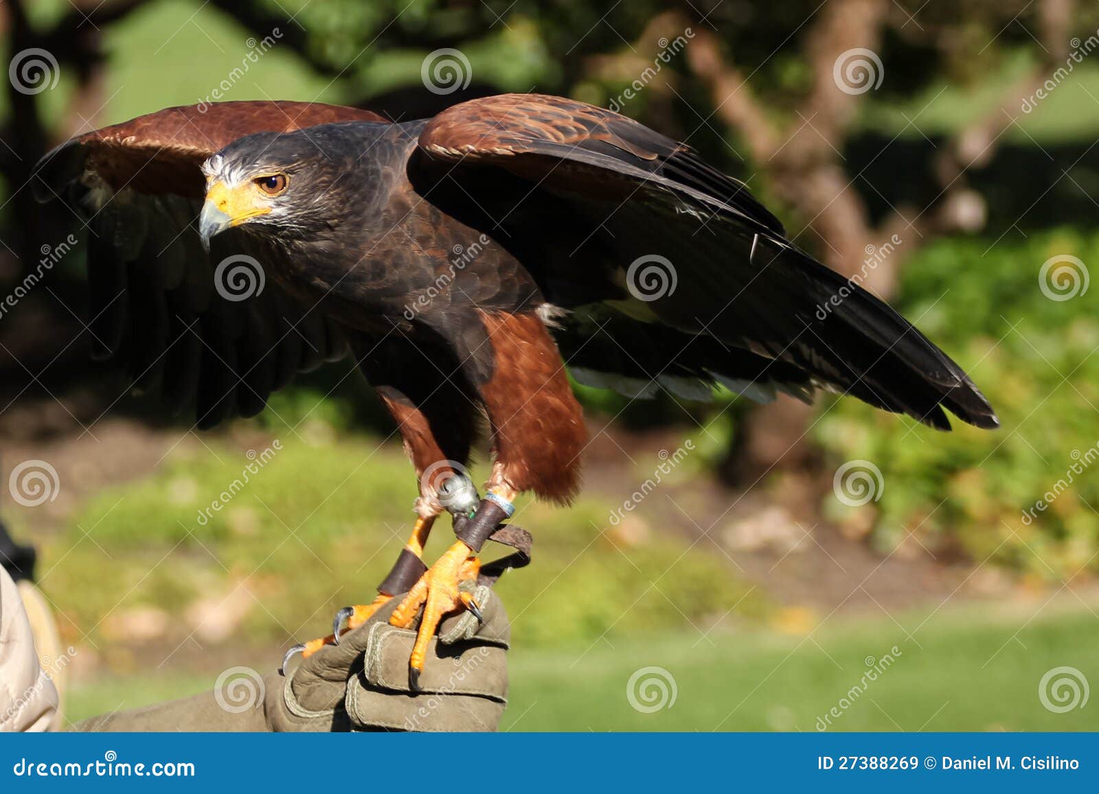 Harris Hawk stock image. Image of falconer, endangered - 27388269