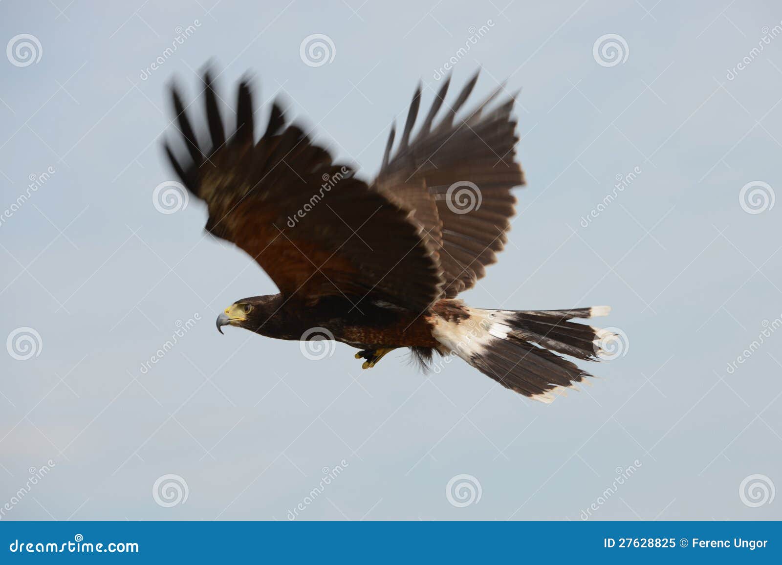 Harris Hawk Swooping Royalty-Free Stock Photography | CartoonDealer.com ...