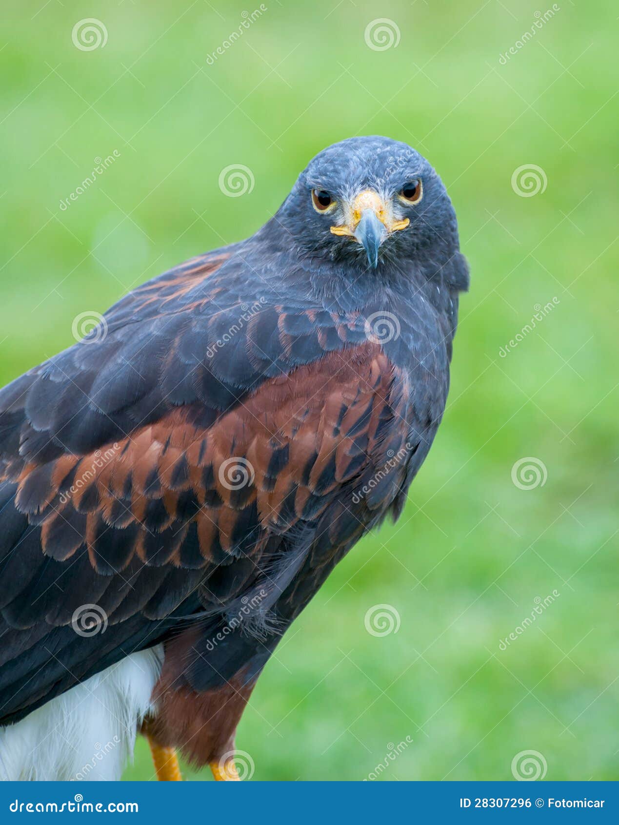 Harris Hawk stock photo. Image of close, brown, talons - 28307296