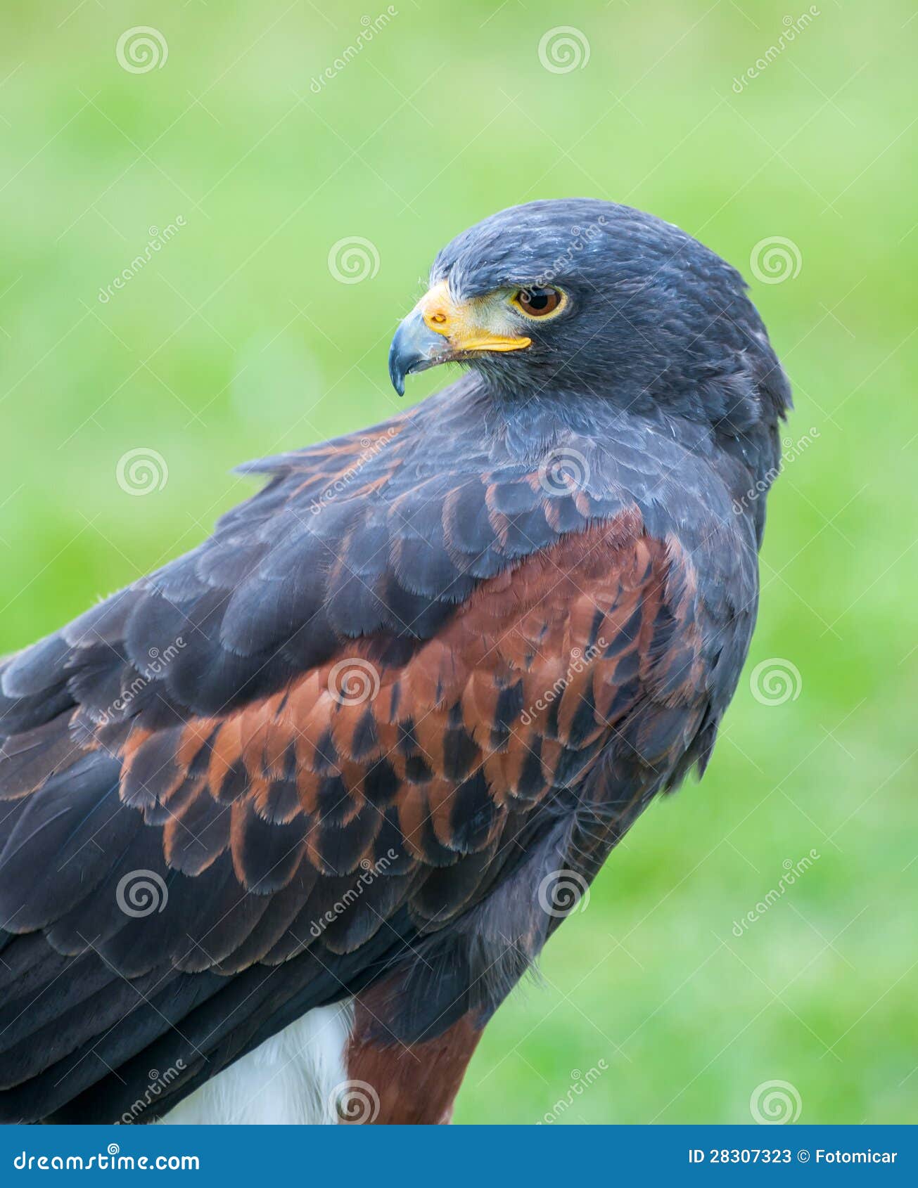 Harris Hawk stock image. Image of hunter, space, contact - 28307323
