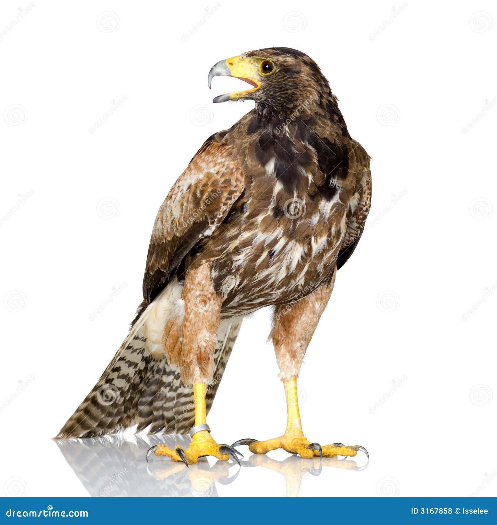 Harris Hawk stock photo. Image of wildlife, raptor, isolated - 3167858