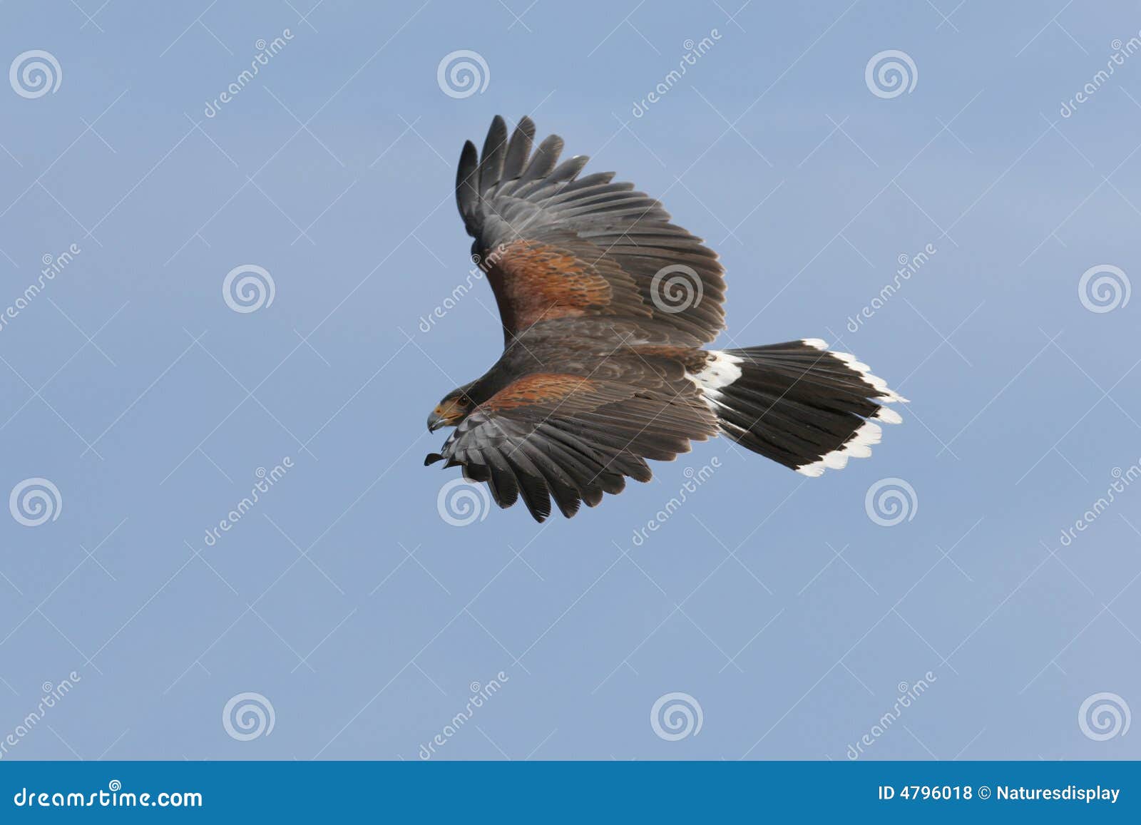 Harris Hawk stock photo. Image of soaring, wings, hawk - 4796018