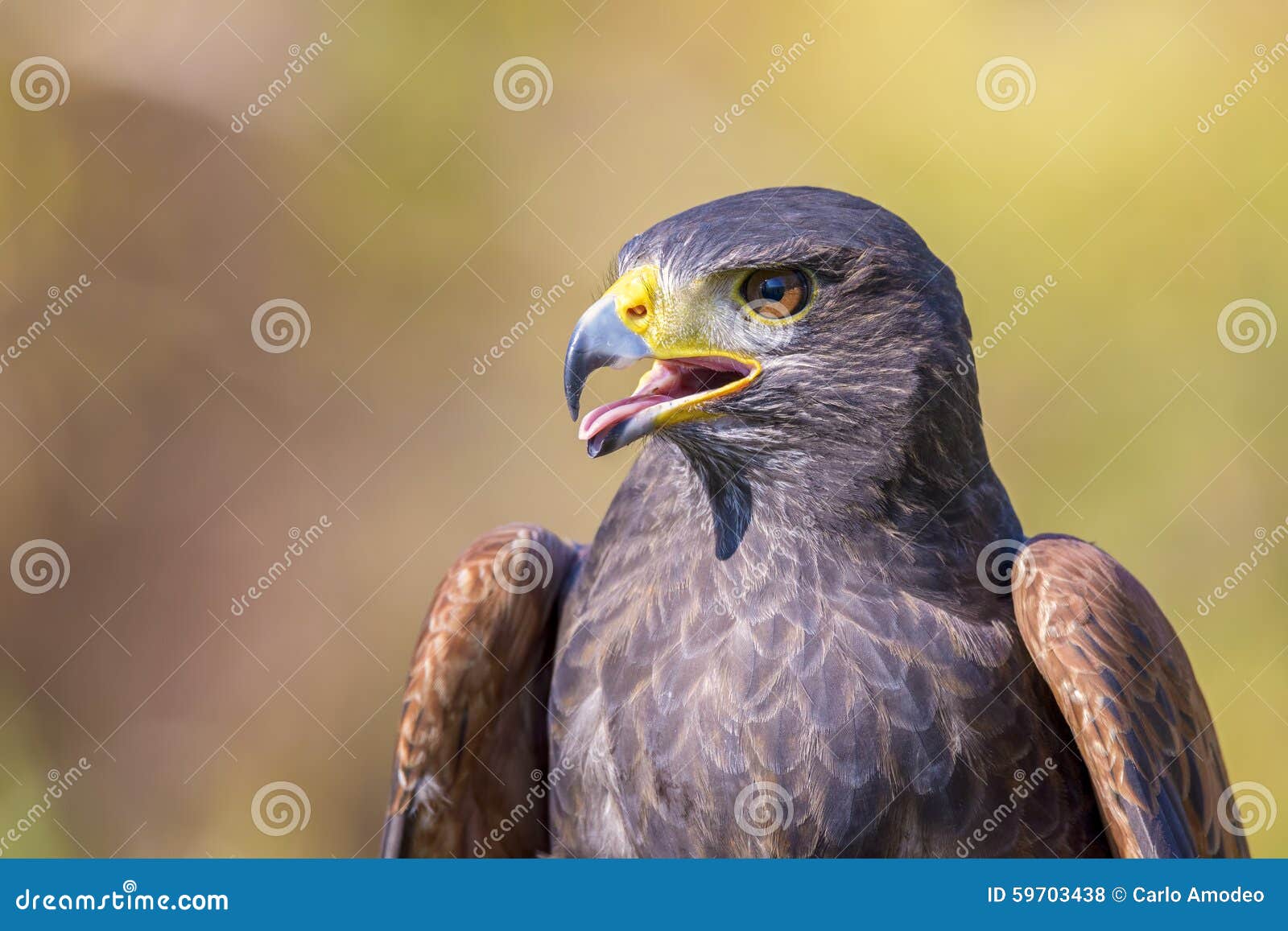 Harris Hawk foto de archivo. Imagen de animal, fauna - 59703438