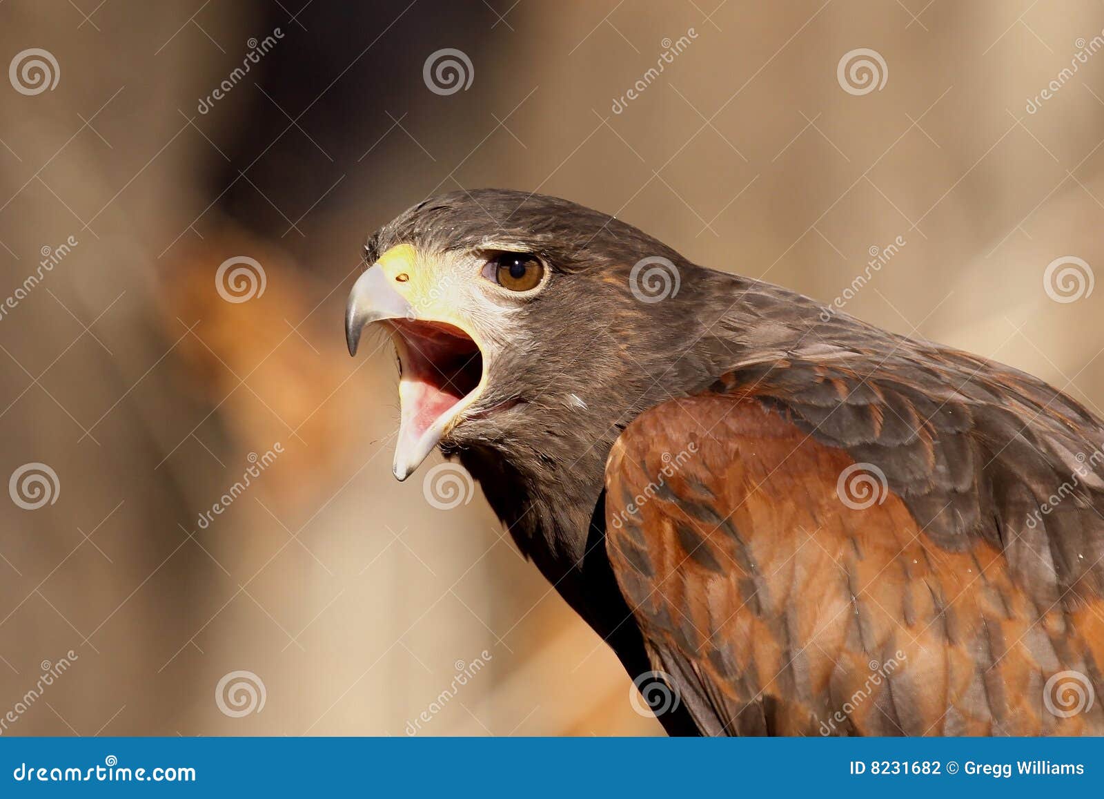Harris Hawk stock photo. Image of squawk, avian, strength - 8231682