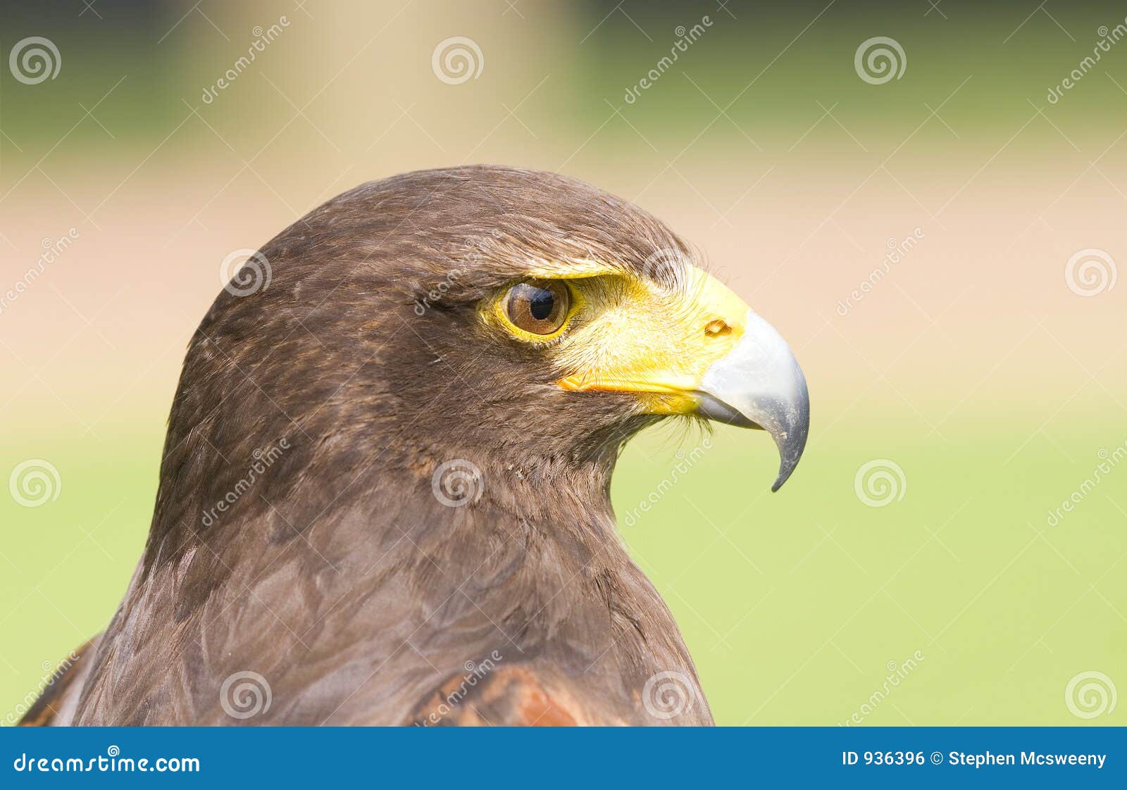 Harris Hawk stock photo. Image of carnivore, regal, falcon - 936396