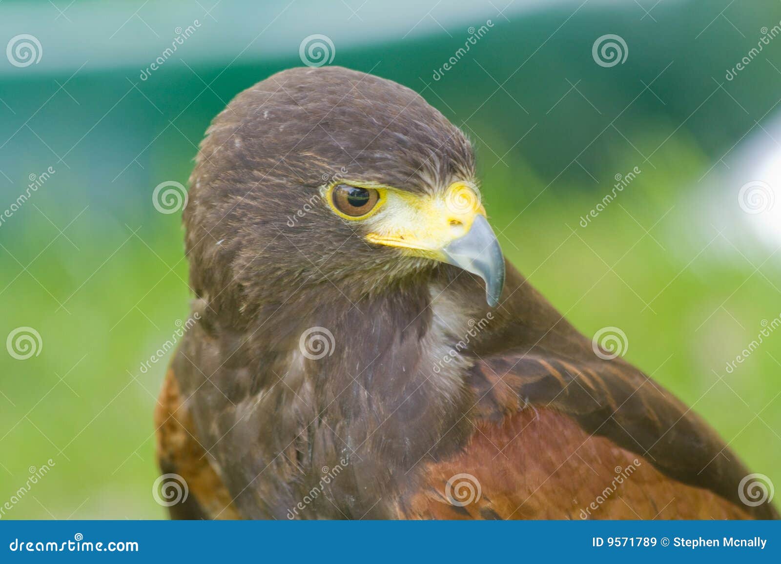 Harris hawk stock image. Image of eagle, velocity, elegance - 9571789