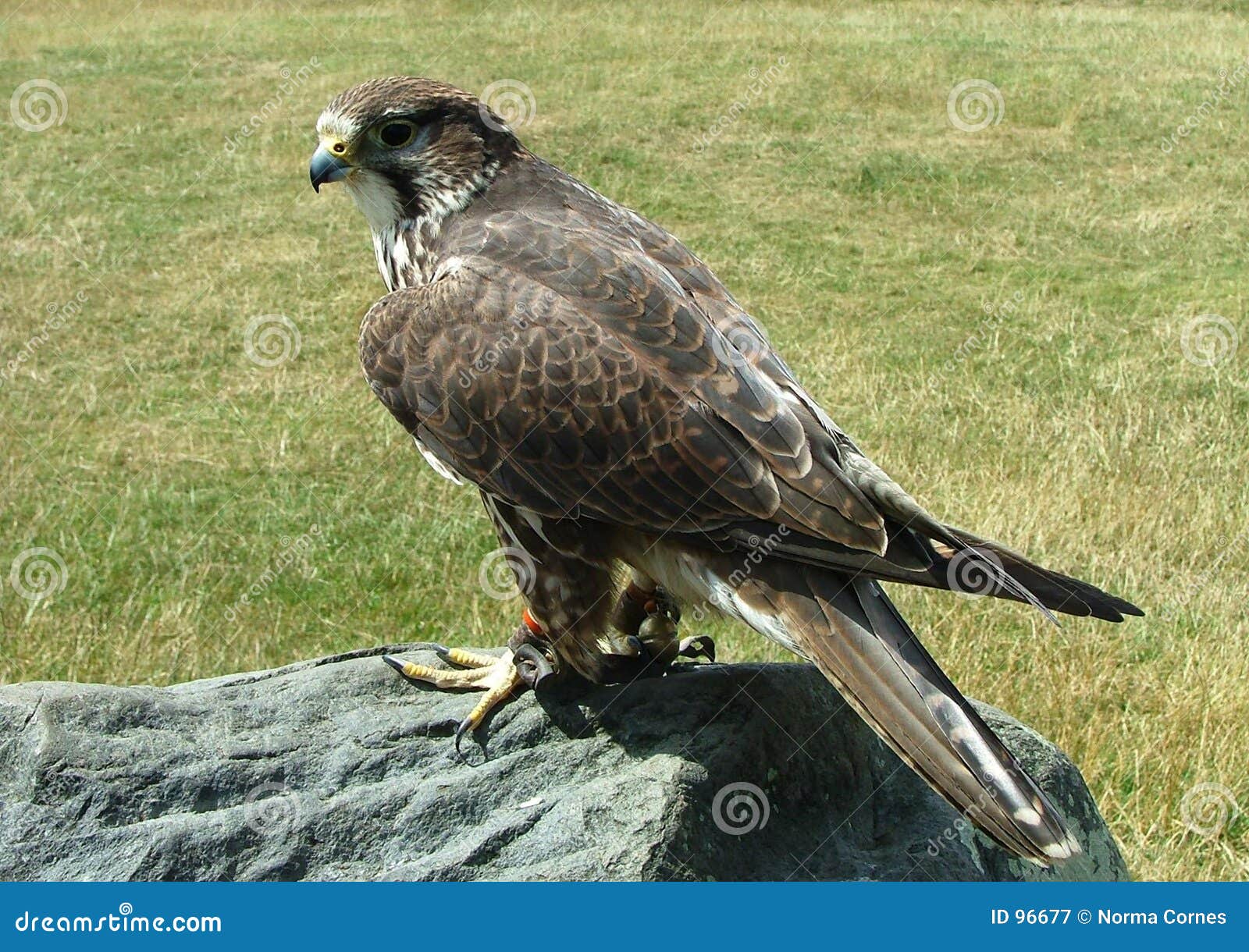 Harris Hawk stock image. Image of perch, feathers, hunt - 96677