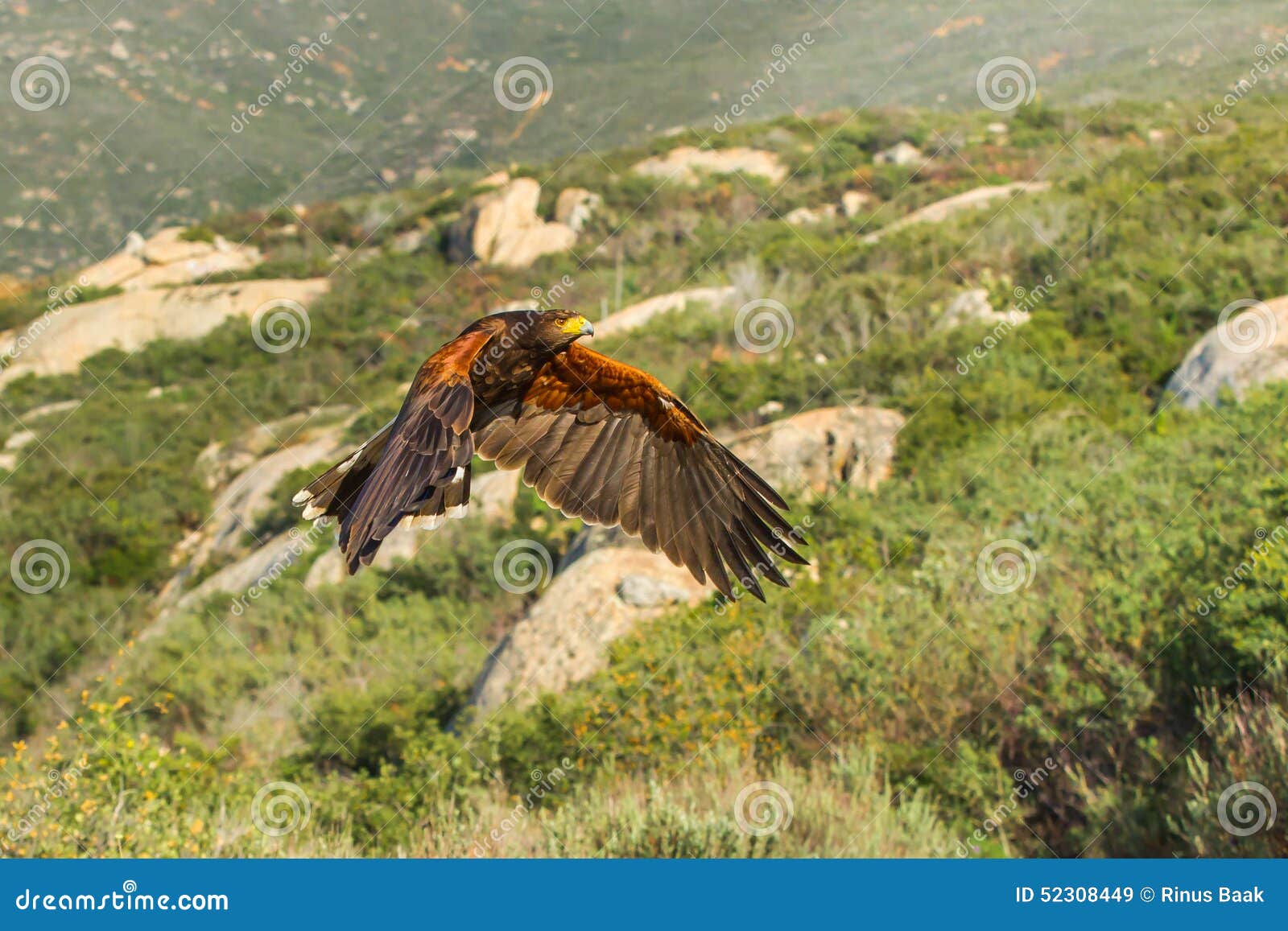 Harris Hawk stock image. Image of hunt, parabuted, hill - 52308449