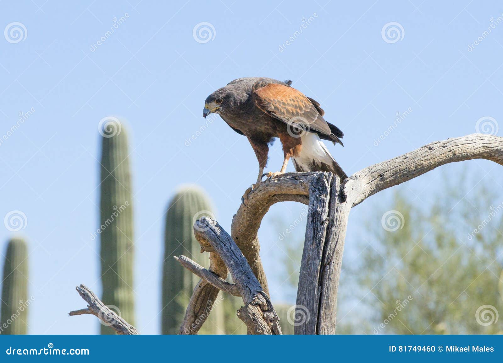 Harris hawk on alert stock photo. Image of brown, endangered - 81749460