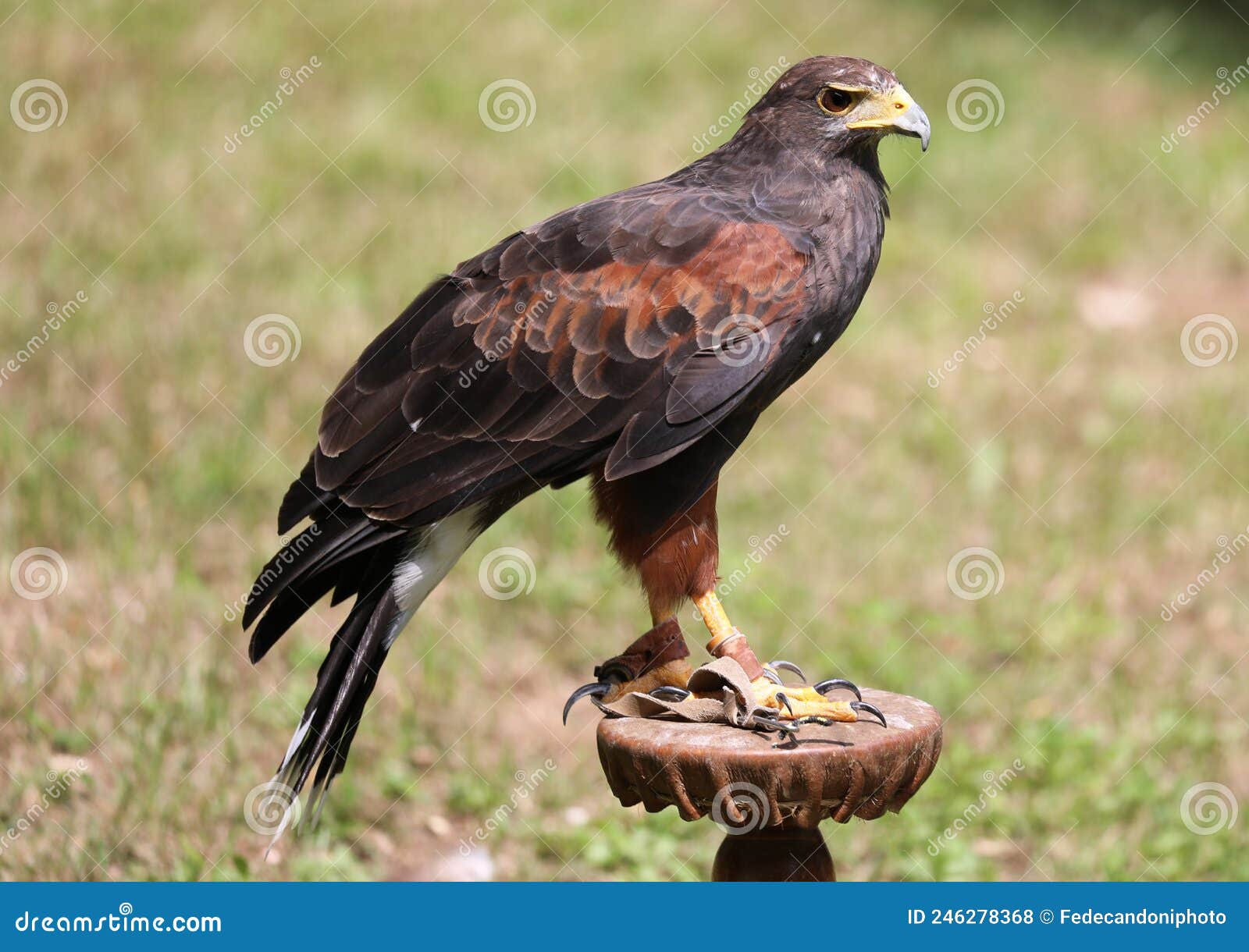 Harris Hawk Also Called Buzzard on the Perch Stock Photo - Image of ...