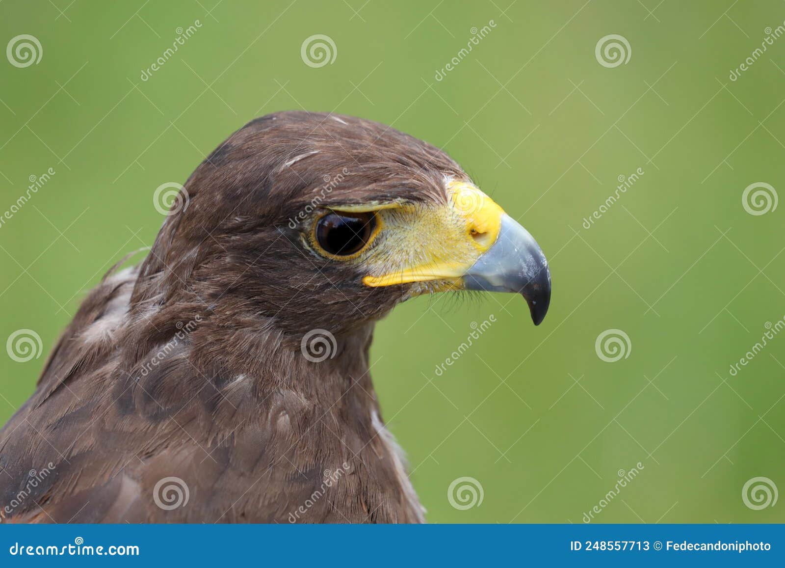 Harris Hawk Also Called Buzzard is a Rapacious Bird with Hooked Stock ...