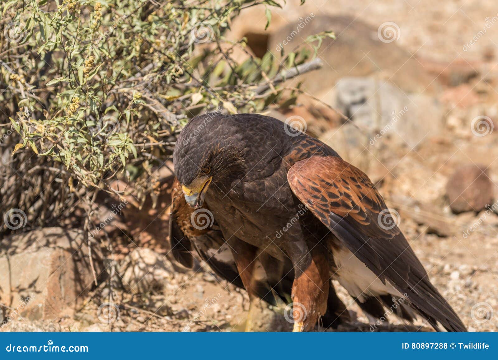 Harris Hawk stock photo. Image of hunter, wildlife, harris - 80897288