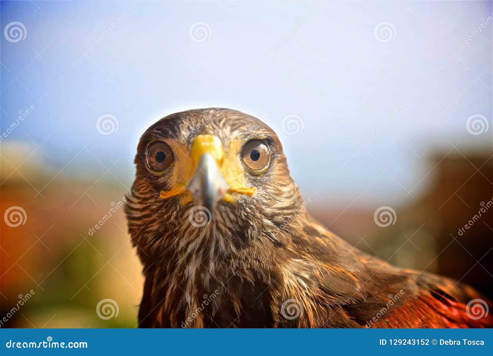 Harris Hawk Bird stock photo. Image of feathers, hawk - 129243152