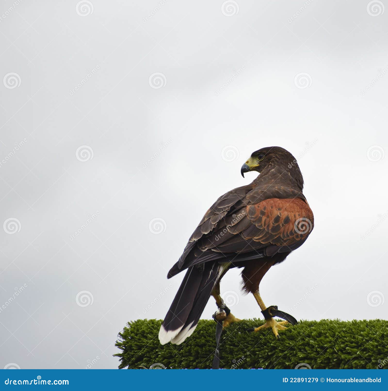 Harris Hawk Bird of Prey during Falconry Display Stock Image - Image of ...