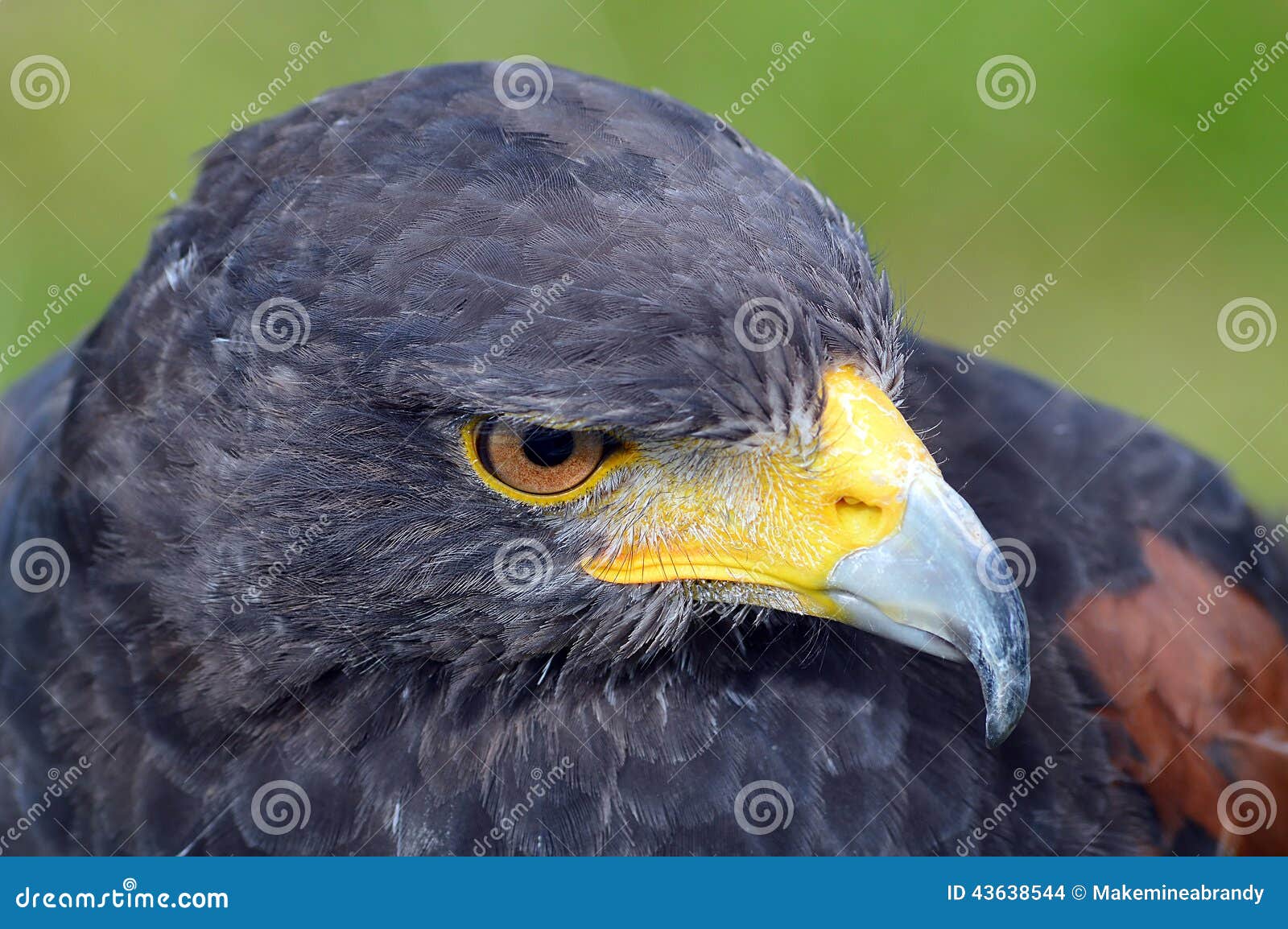 Harris Hawk - Bird of Prey - Side on Portrait Stock Photo - Image of ...