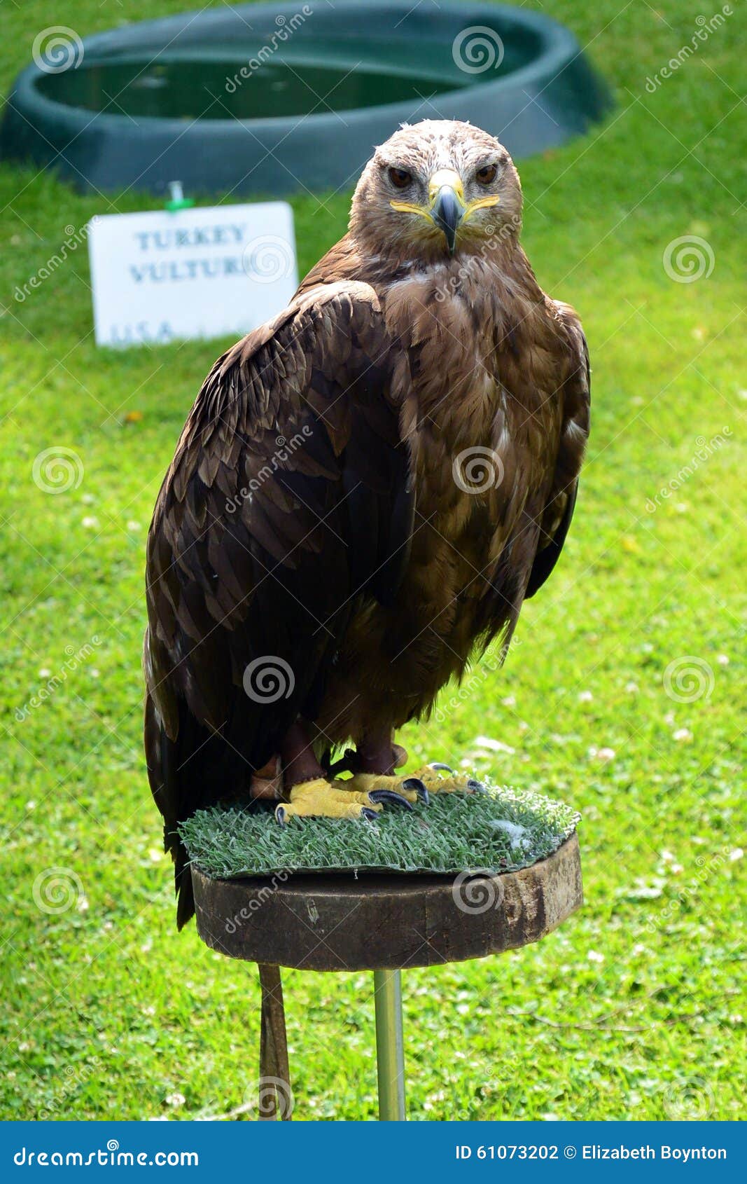 Harris Hawk stock photo. Image of animal, bird, power - 61073202