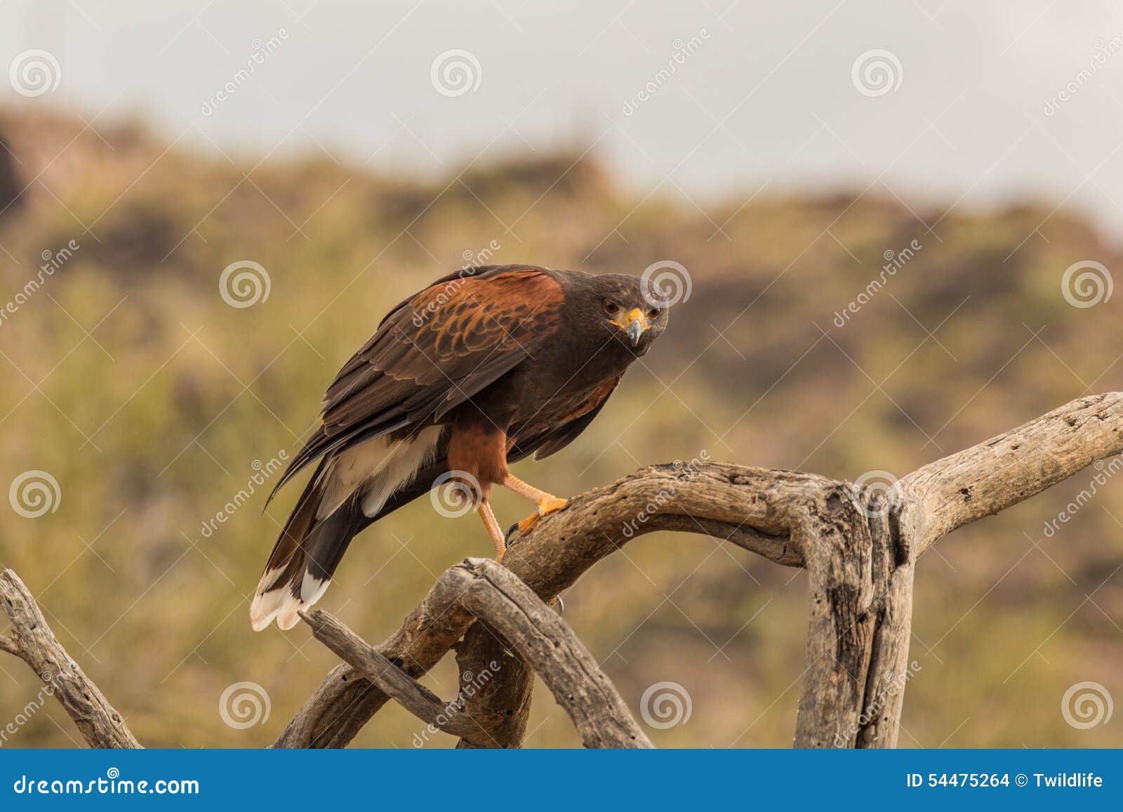 Harris Hawk on Branch stock photo. Image of bird, predator - 54475264