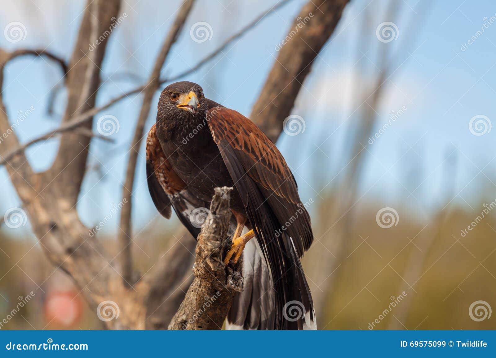 Harris Hawk on Branch stock image. Image of wildlife - 69575099