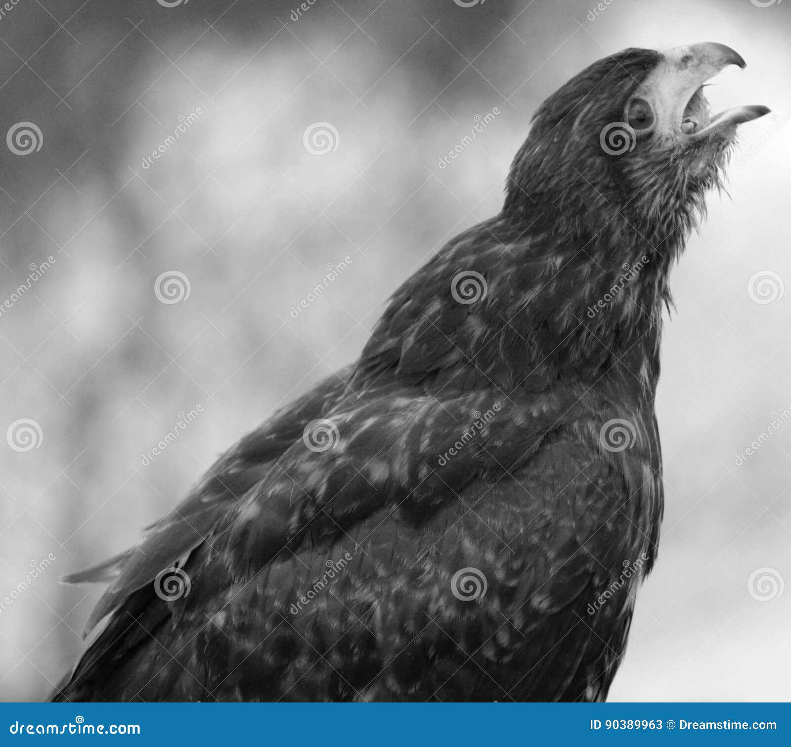 Harris Hawk Calling imagem de stock. Imagem de espera - 90389963