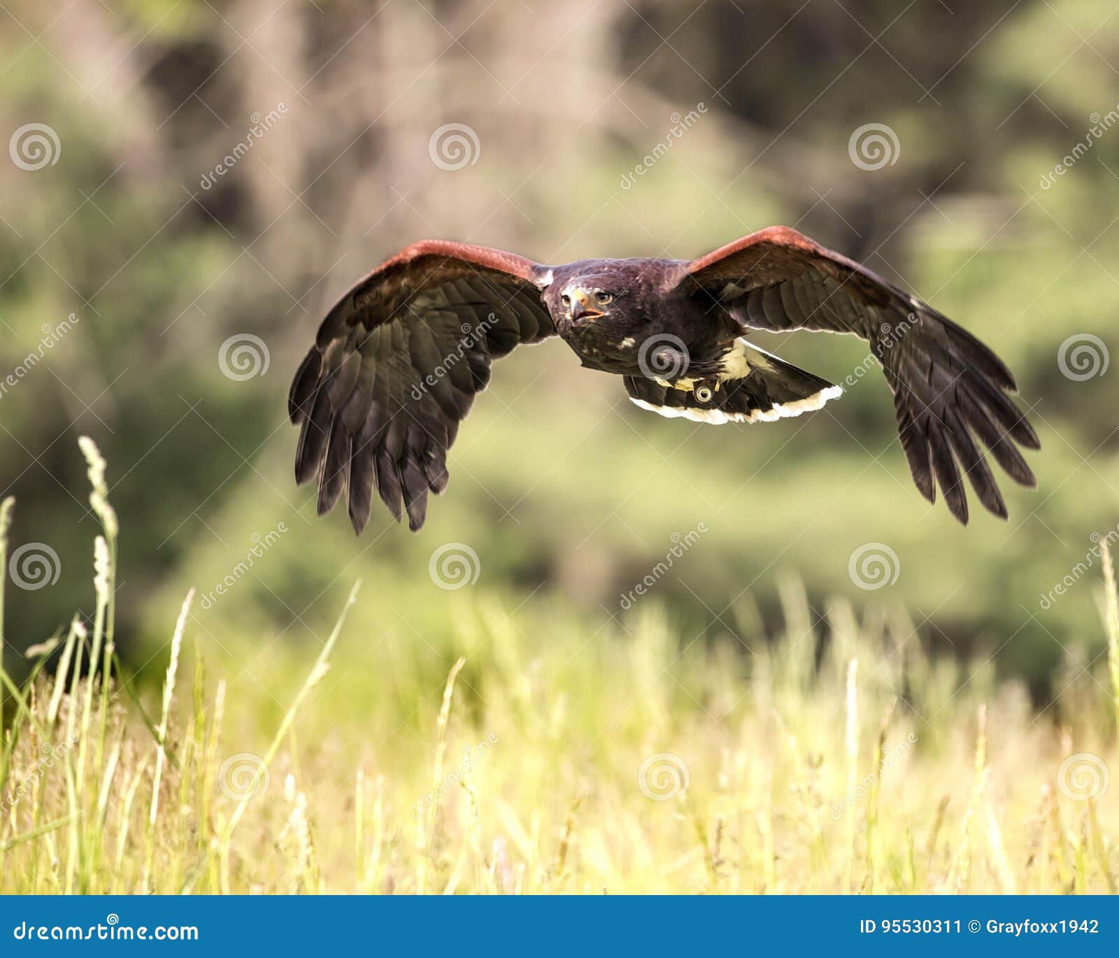 Harris Hawk at Canadian Raptor Conservancy Stock Image - Image of ...