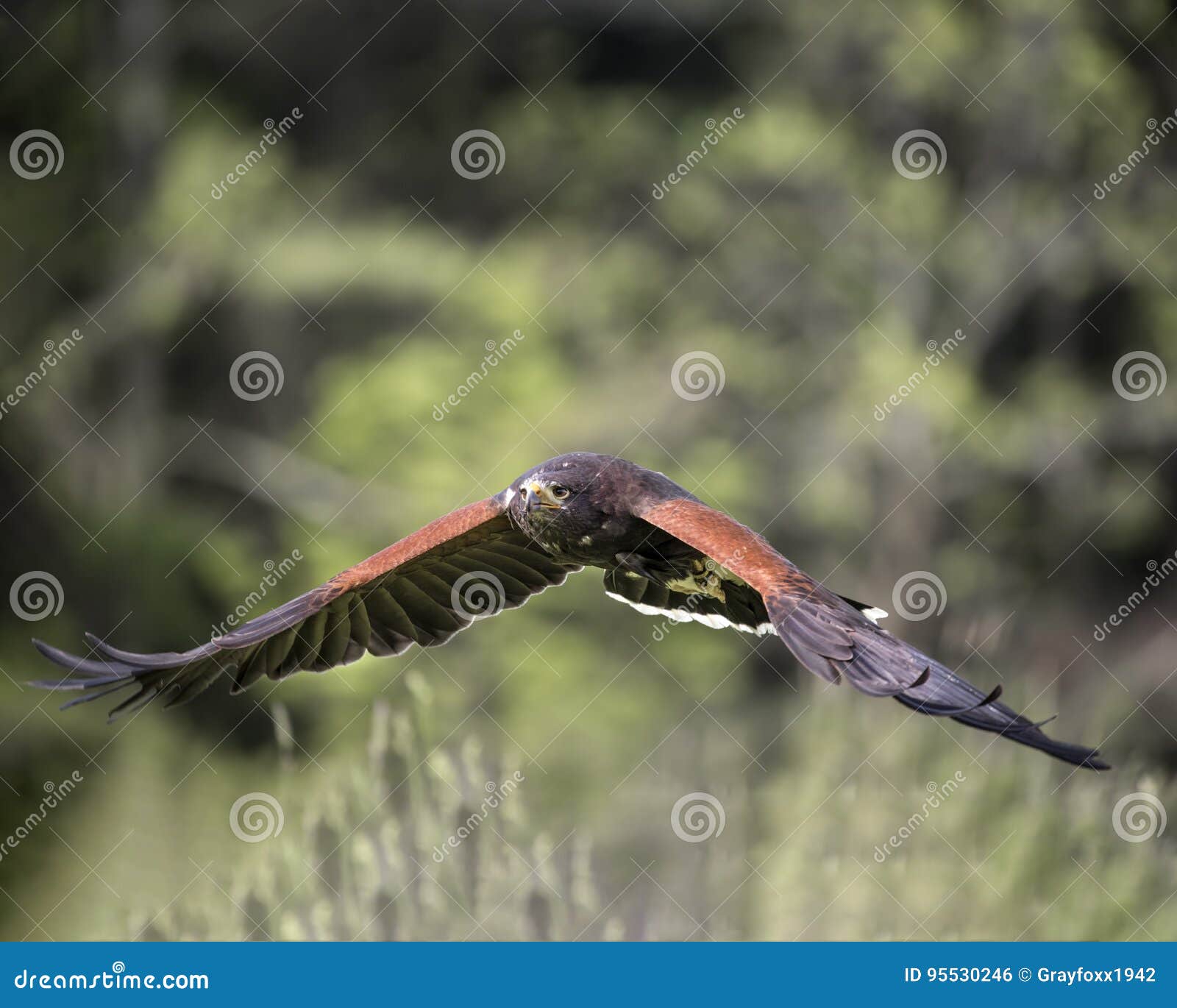 Harris Hawk at Canadian Raptor Conservancy Stock Photo - Image of ...
