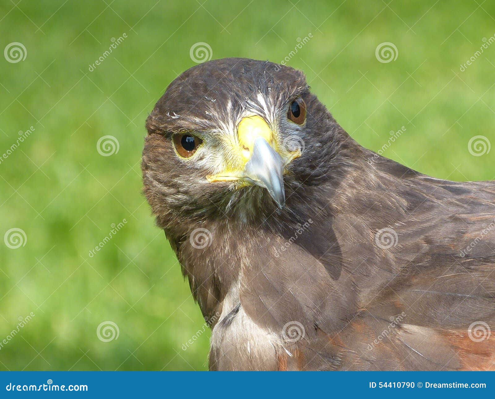 Harris Hawk stock photo. Image of captive, bird, raptor - 54410790