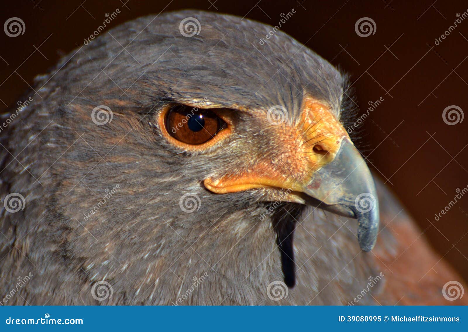 Harris Hawk stock image. Image of feathers, nature, eyes - 39080995