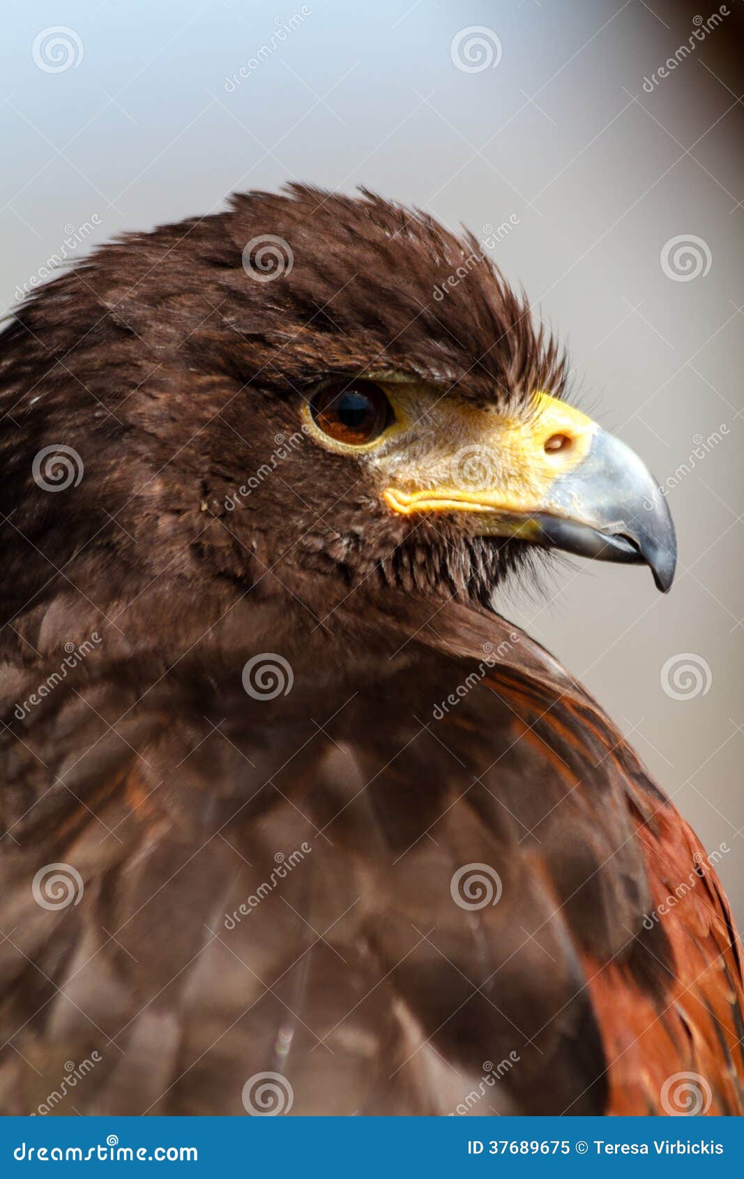 Harris Hawk stock image. Image of eagle, chrysaetos, majestic - 37689675