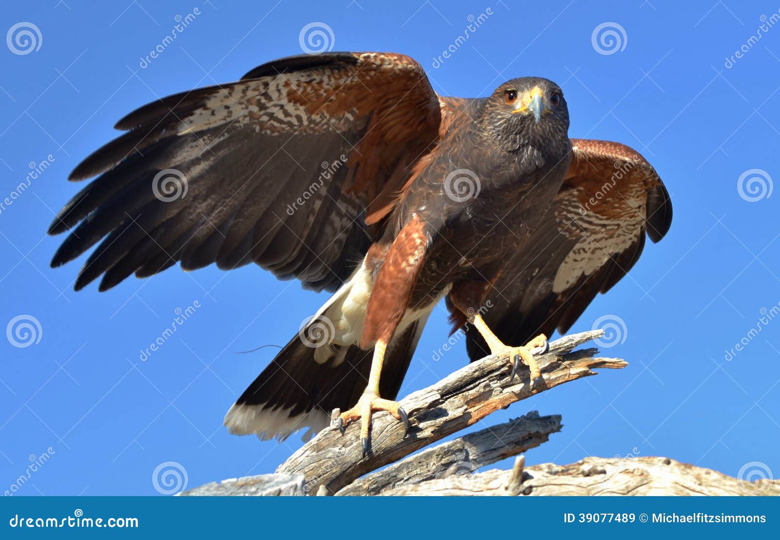 Harris Hawk stock image. Image of hawk, bird, face, animals - 39077489